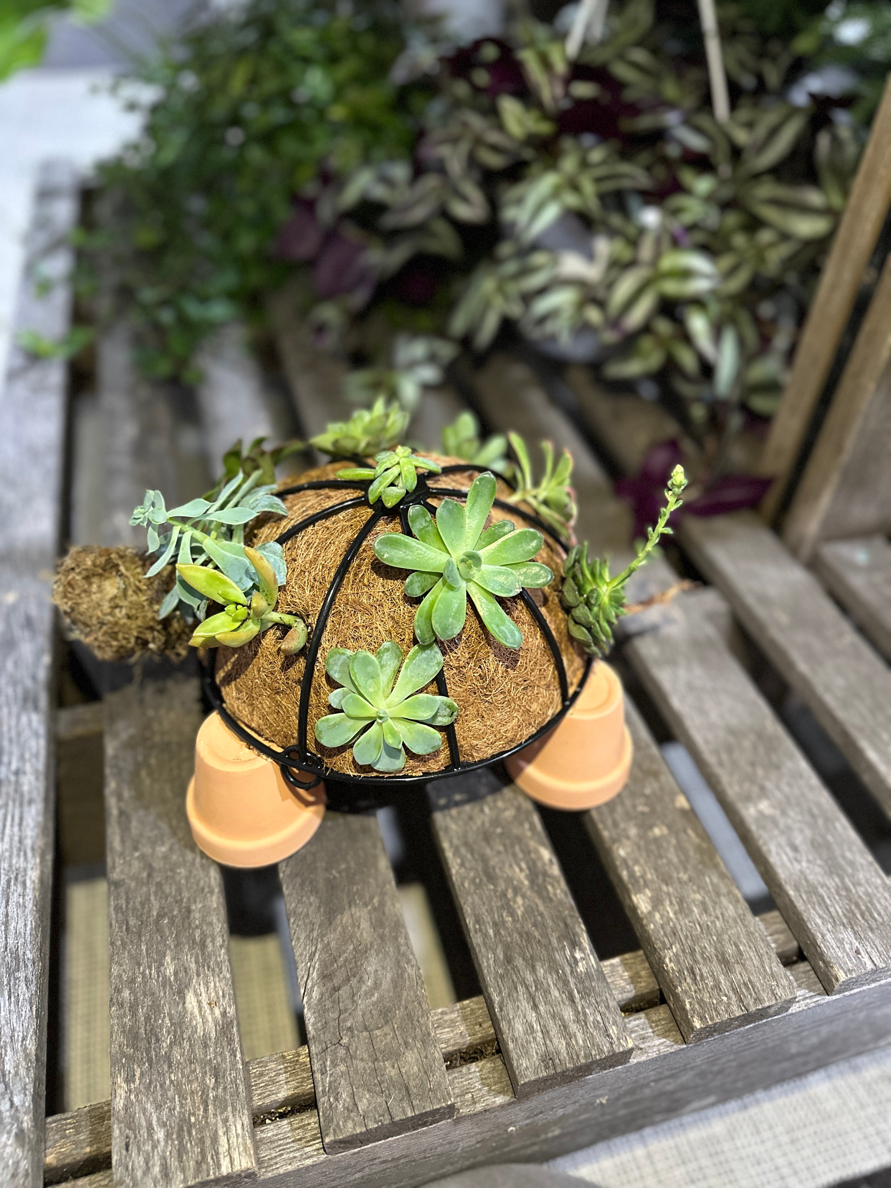 Turtle topiary – Wandering Roots